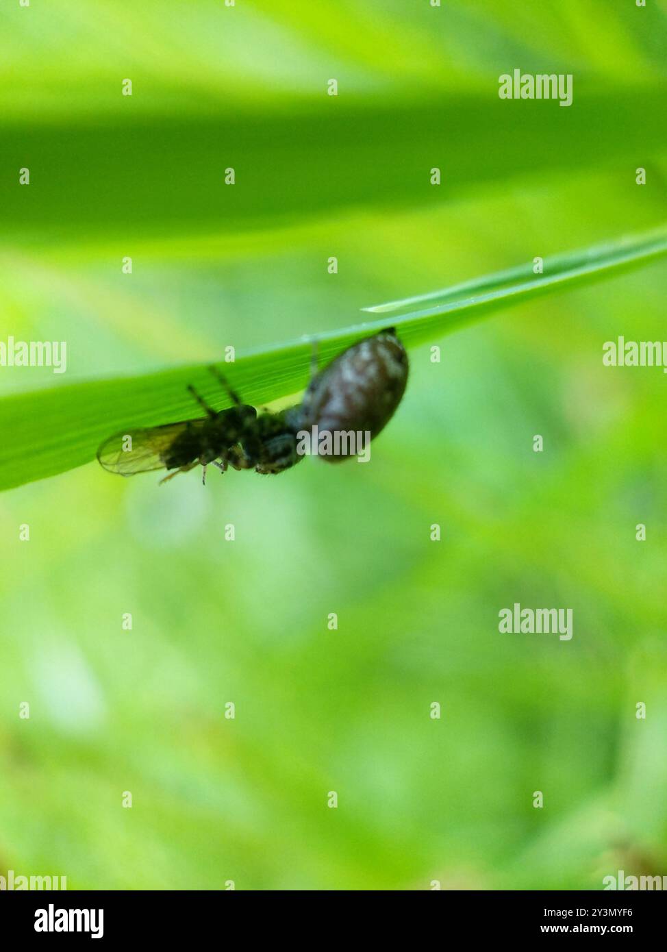 Typical Jumping Spiders (Salticinae) Arachnida Stock Photo - Alamy