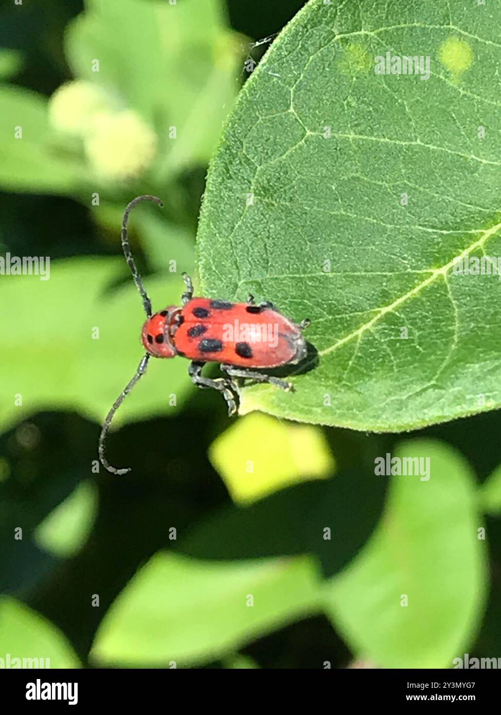 Red Milkweed Beetle (Tetraopes tetrophthalmus) Insecta Stock Photo - Alamy