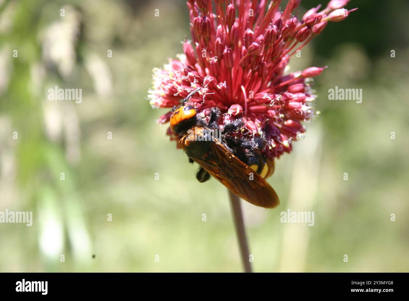 Mammoth Scoliid Wasp (Megascolia maculata) Insecta Stock Photo - Alamy