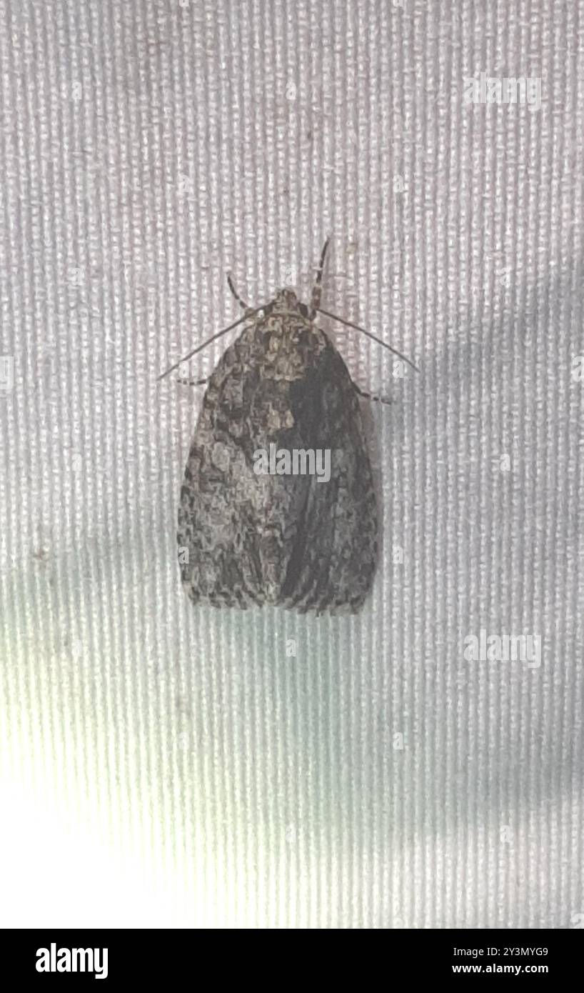 Eclipsed Oak Dagger (Acronicta increta) Insecta Stock Photo - Alamy