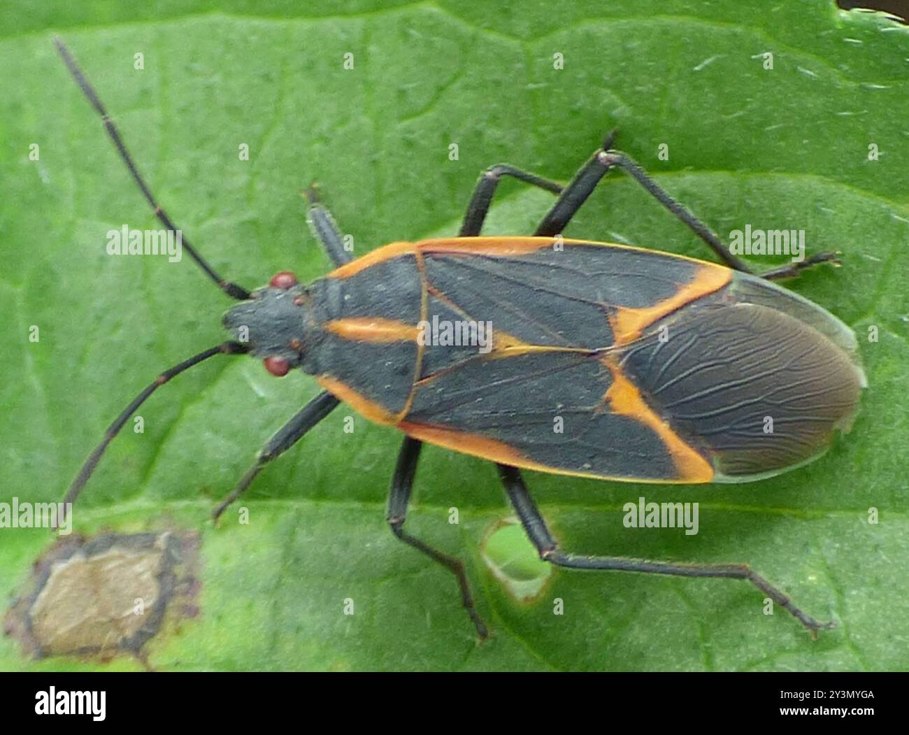 Eastern Boxelder Bug (Boisea trivittata) Insecta Stock Photo - Alamy