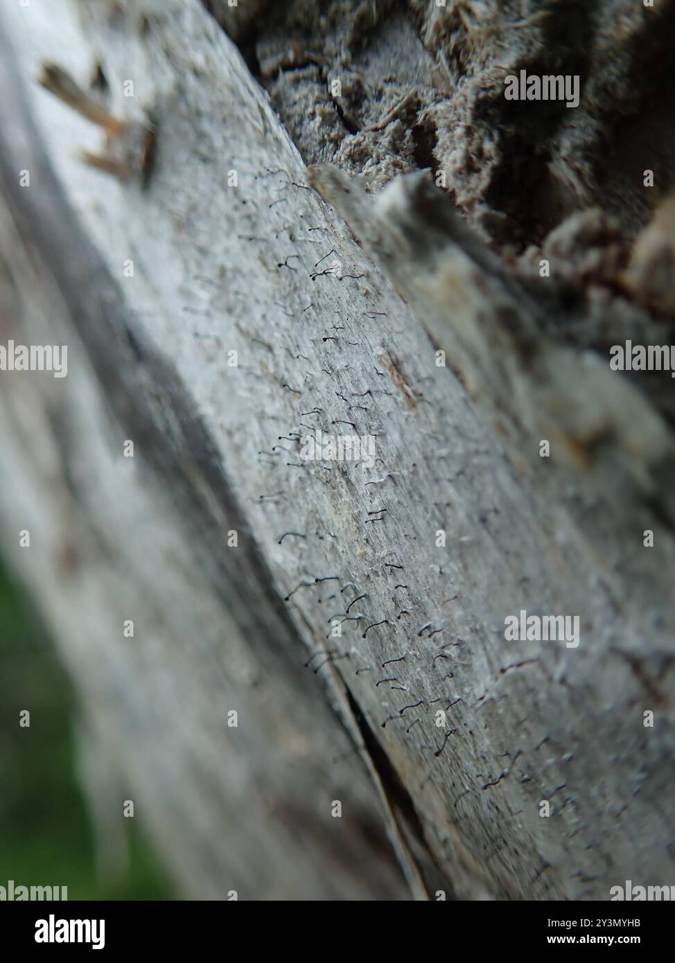 Mycocalicium subtile hi-res stock photography and images - Alamy