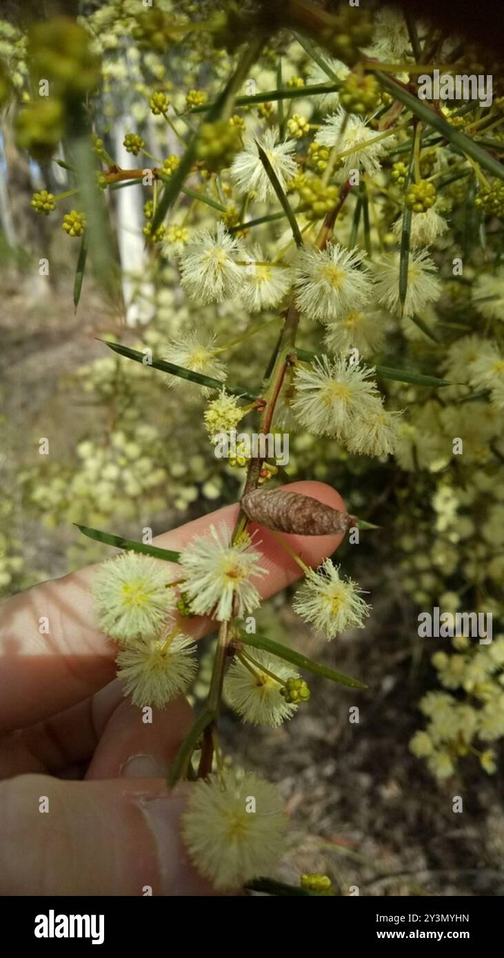 Christmas Jewel Spider (Austracantha minax) Arachnida Stock Photo - Alamy
