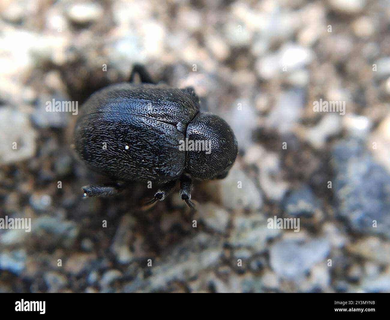 Western Grape Rootworm (Bromius obscurus) Insecta Stock Photo - Alamy