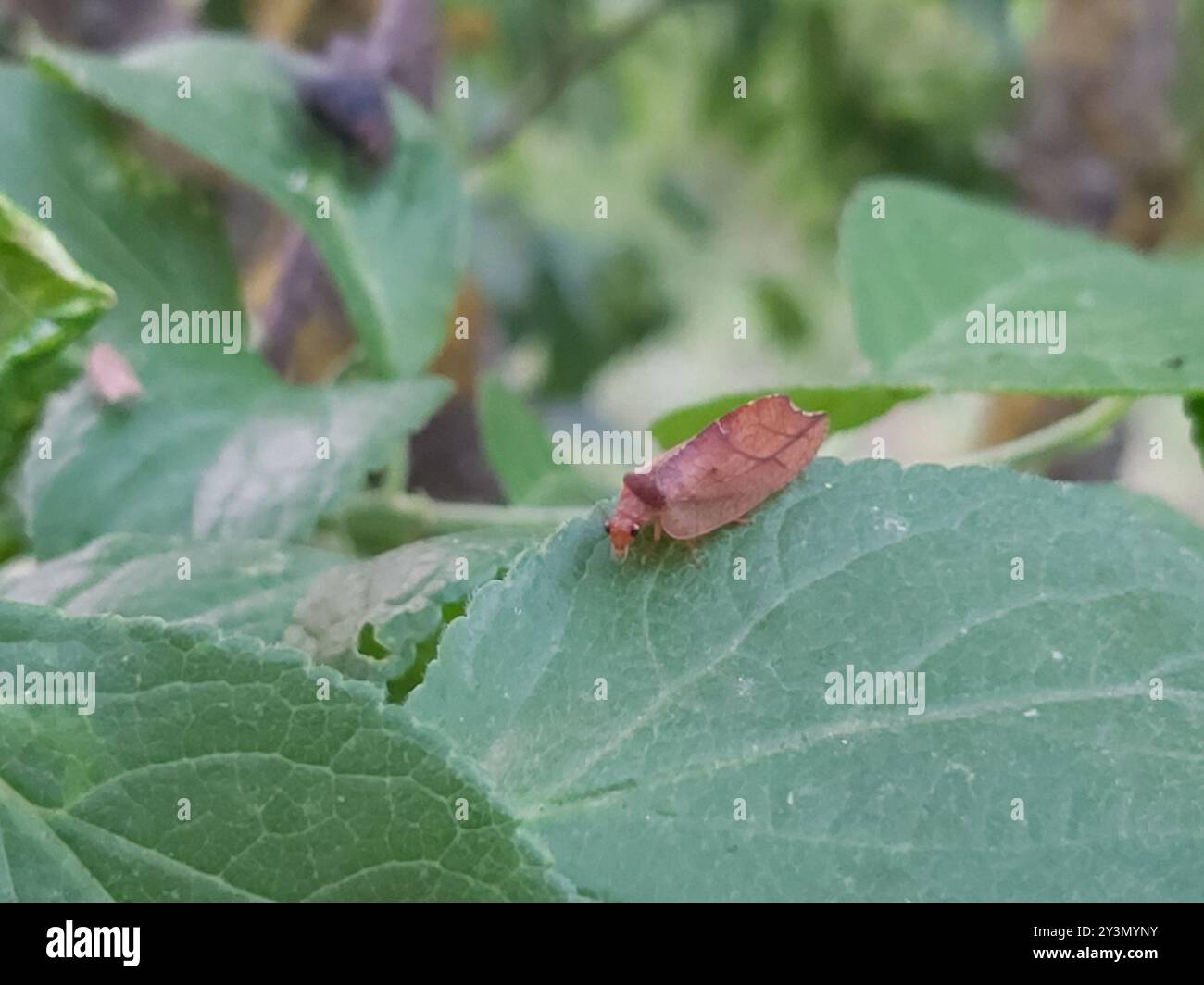 hook-winged lacewing (Drepanepteryx phalaenoides) Insecta Stock Photo ...