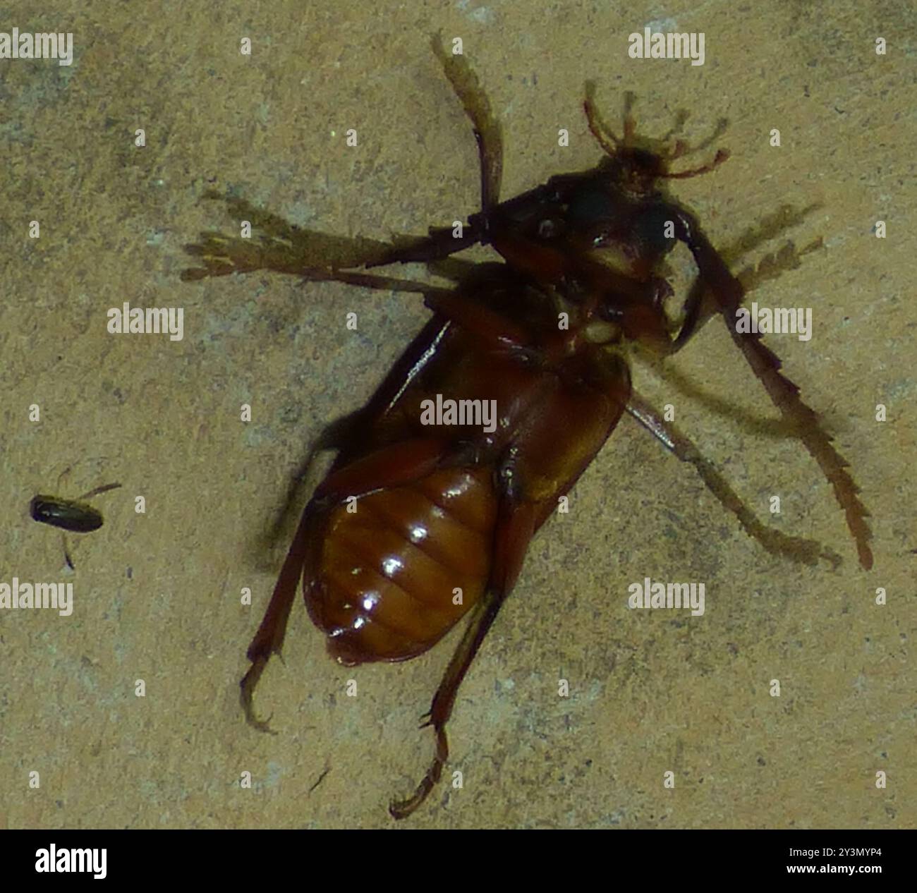 Tooth-necked Longhorn Beetle (Prionus pocularis) Insecta Stock Photo ...