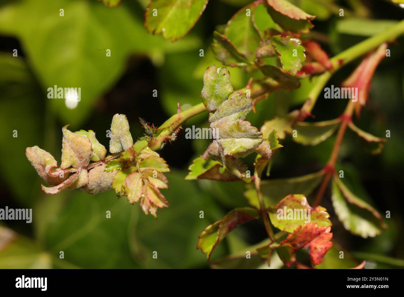 Rose Powdery Mildew (Podosphaera pannosa) Fungi Stock Photo - Alamy