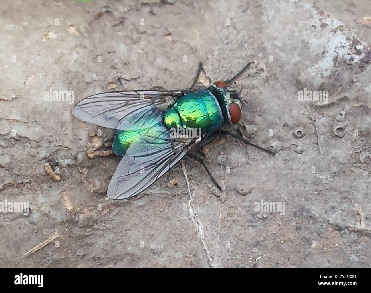 Greenbottle Flies (Lucilia) Insecta Stock Photo - Alamy