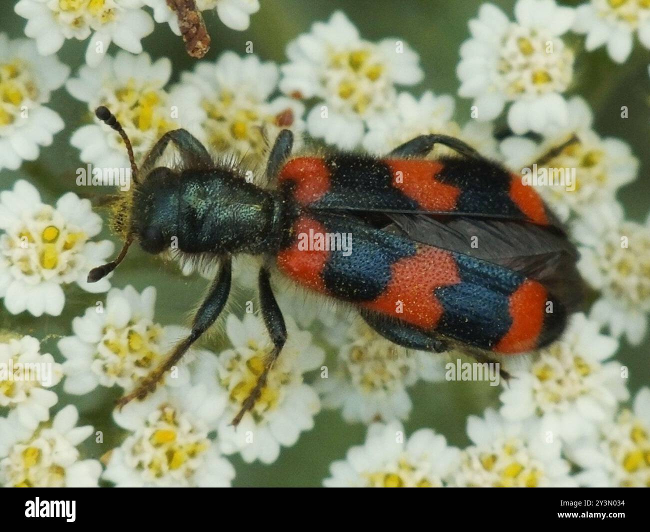 Bee-eating Beetle (Trichodes apiarius) Insecta Stock Photo - Alamy
