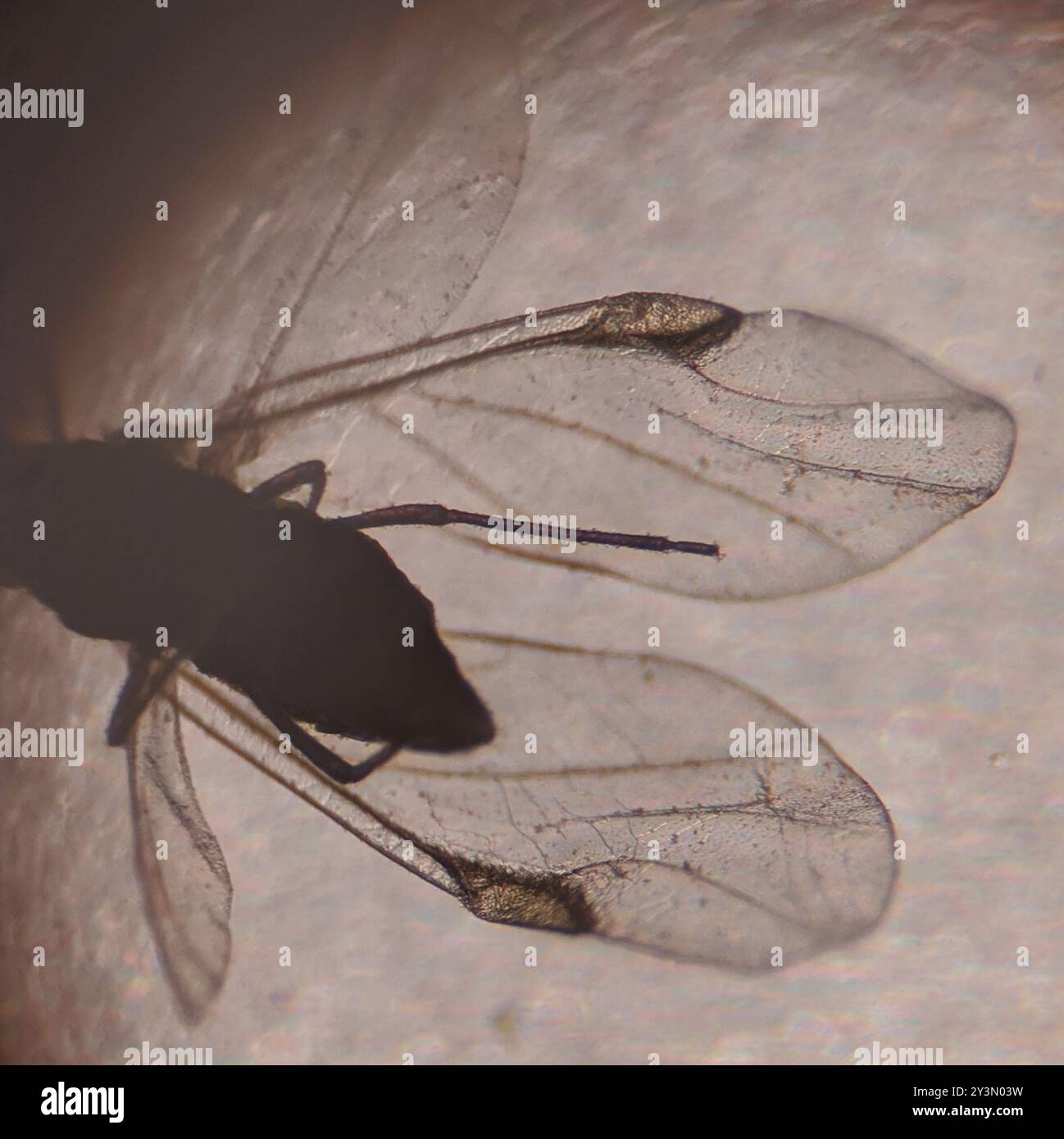 Rice Root Aphid (Tetraneura akinire) Insecta Stock Photo - Alamy