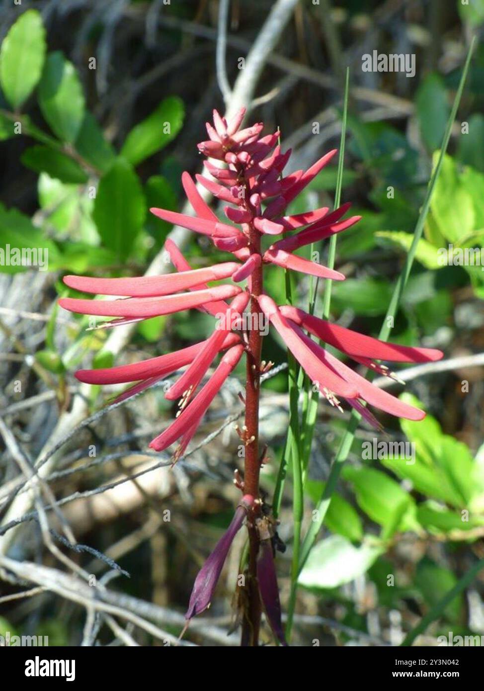 Coral Bean (Erythrina herbacea) Plantae Stock Photo - Alamy