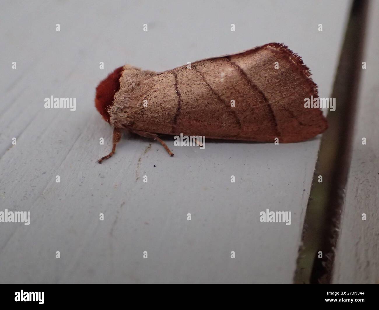 Yellow-necked Caterpillar Moth (Datana ministra) Insecta Stock Photo ...
