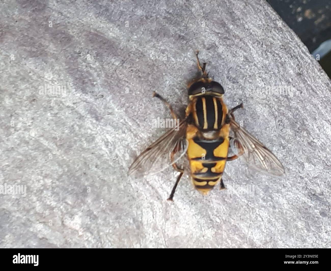 Sun Fly (Helophilus pendulus) Insecta Stock Photo - Alamy