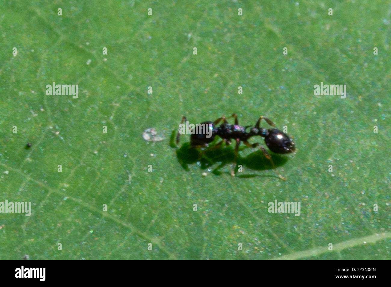 Acorn Ants and Allies (Temnothorax) Insecta Stock Photo - Alamy
