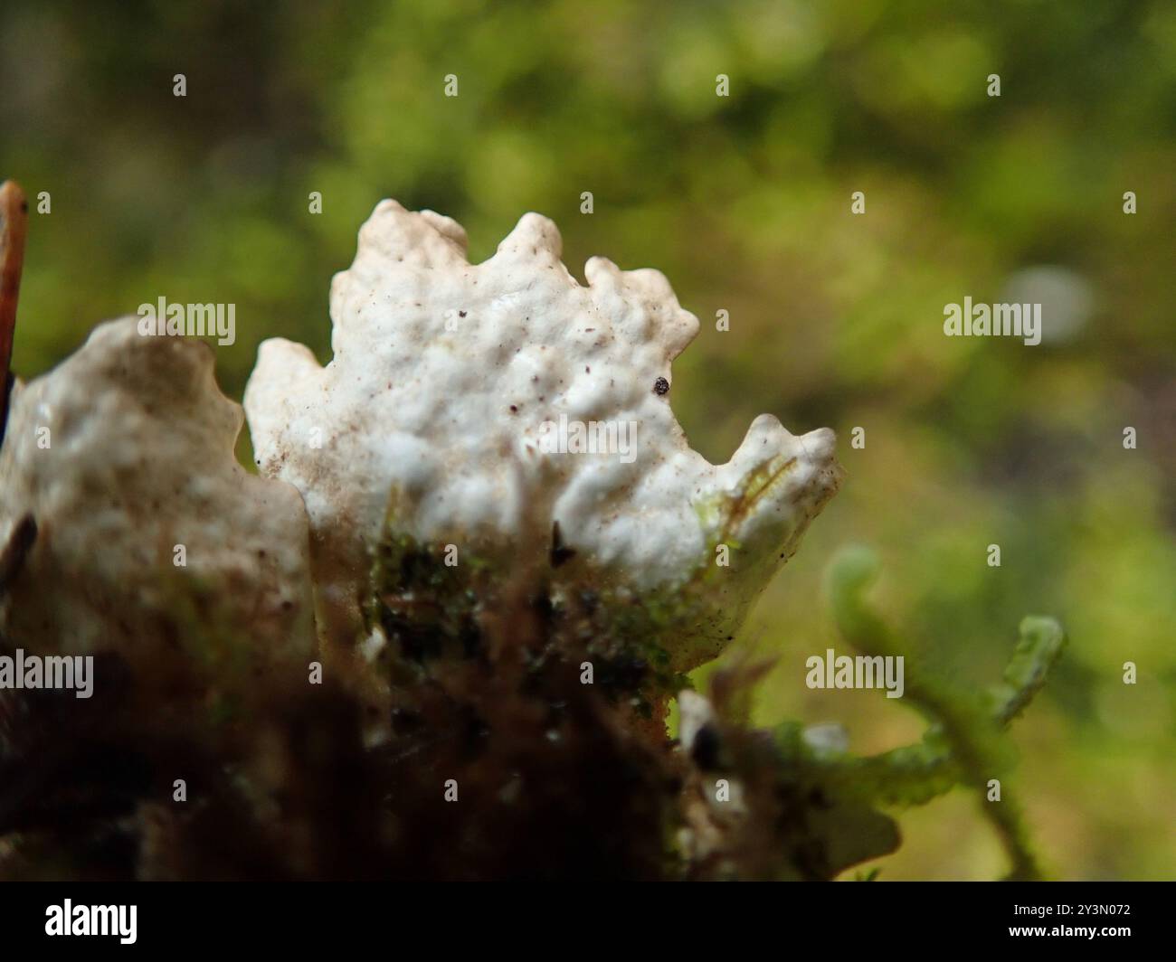 Cabbage Lung Lichen (Lobaria linita) Fungi Stock Photo - Alamy