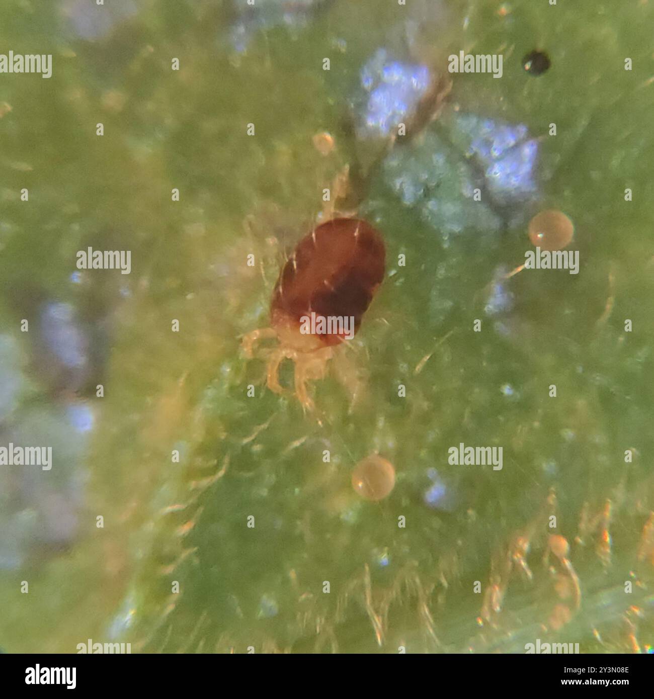 Spider Mites (Tetranychidae) Arachnida Stock Photo - Alamy