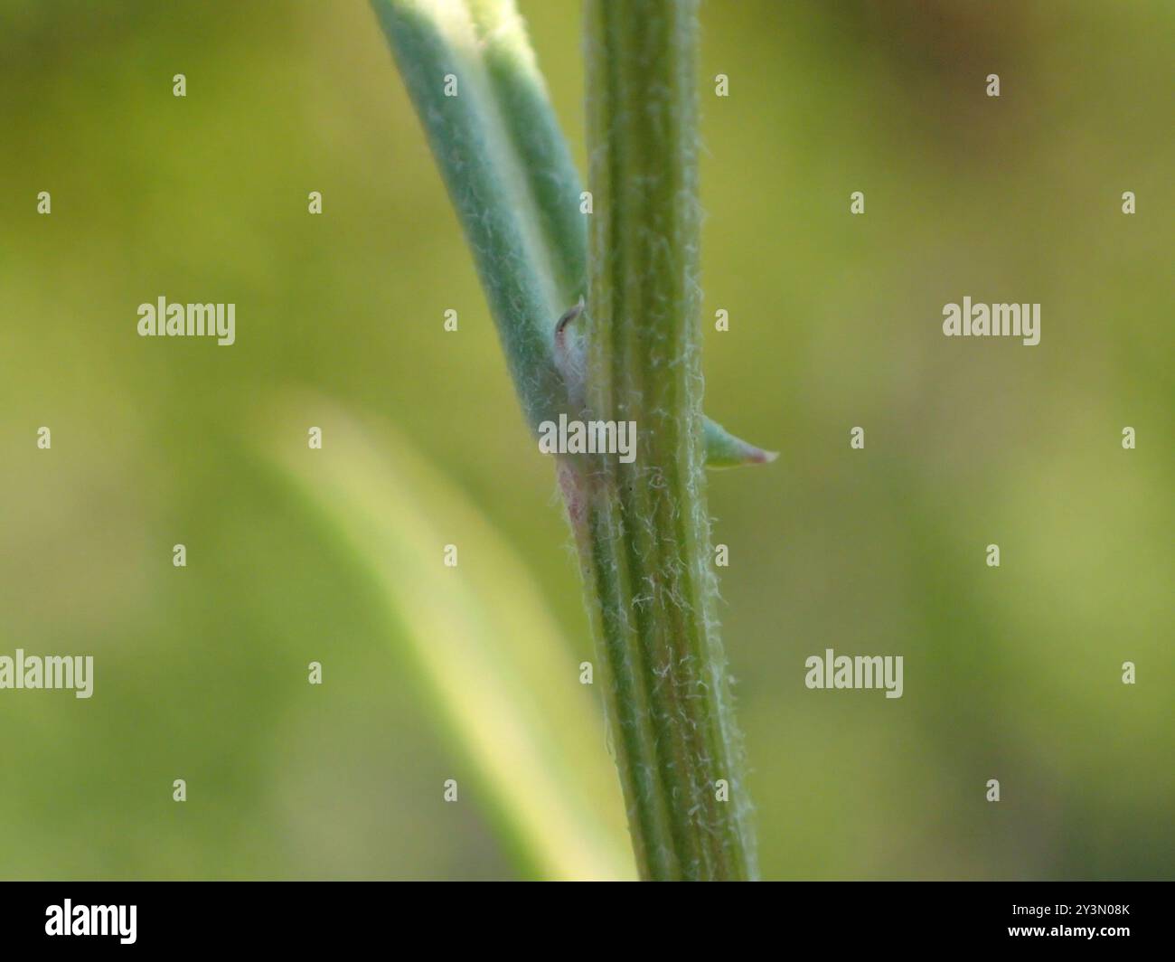 narrow-leaved hawksbeard (Crepis tectorum) Plantae Stock Photo - Alamy