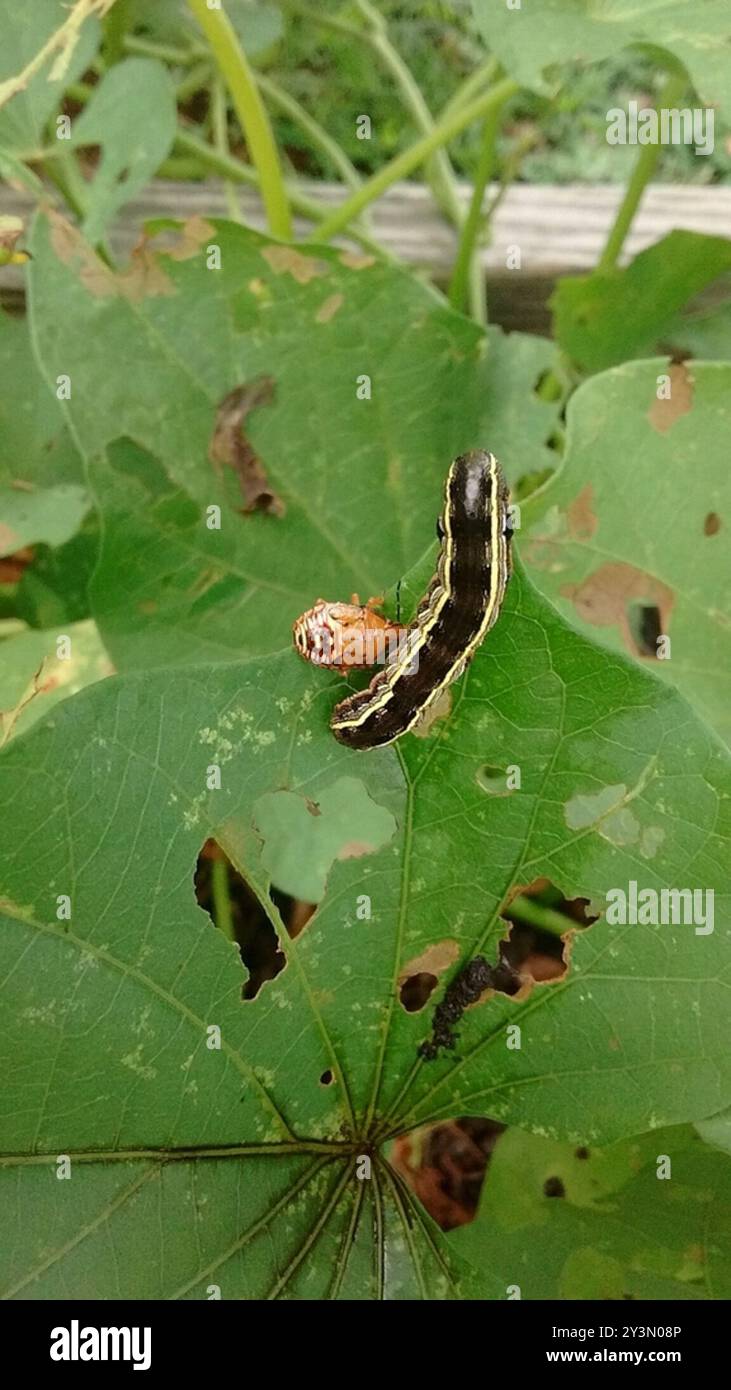 Yellow-striped Armyworm Moth (Spodoptera ornithogalli) Insecta Stock ...
