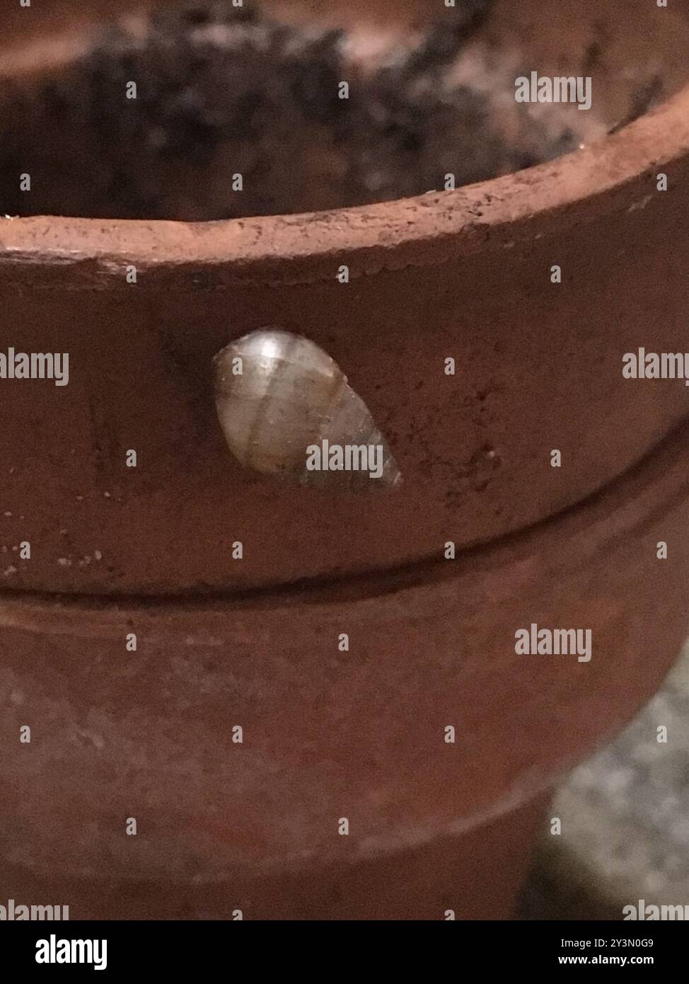 West Indian Bulimulus (Bulimulus guadalupensis) Mollusca Stock Photo ...