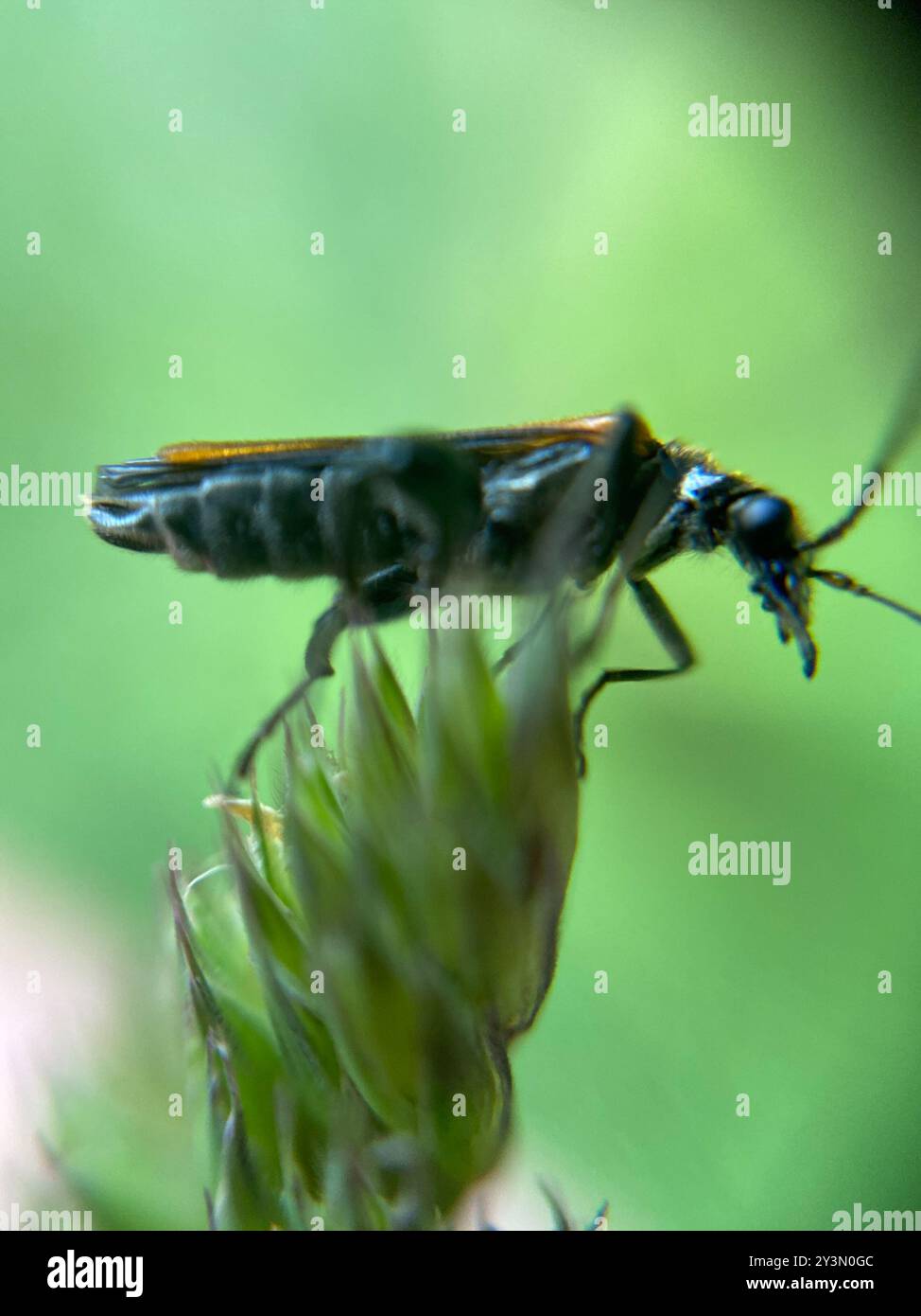 (Oedemera femorata) Insecta Stock Photo - Alamy