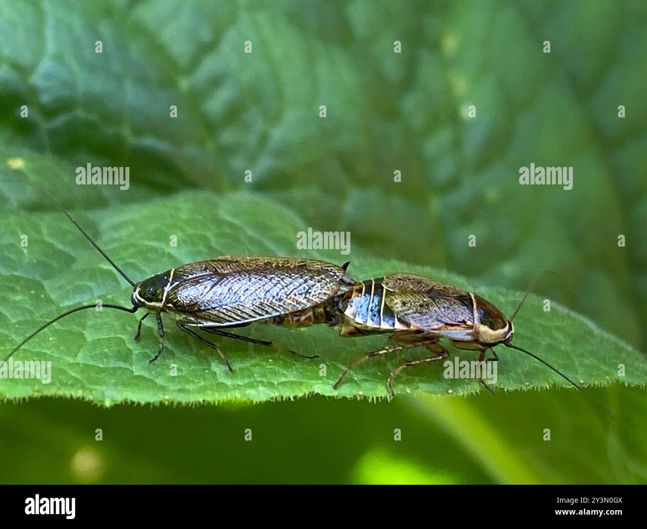 Forest Cockroach (Ectobius sylvestris) Insecta Stock Photo - Alamy