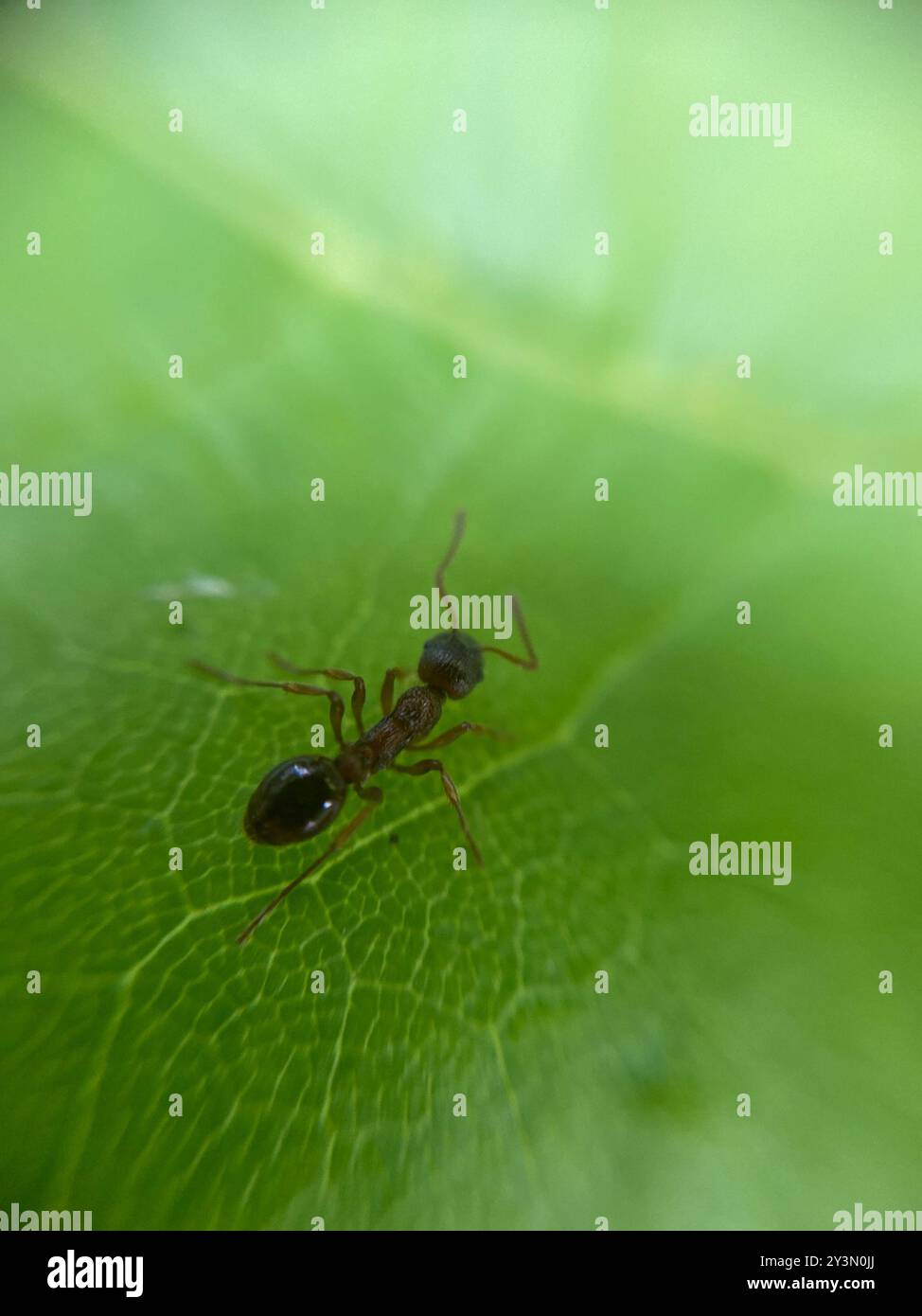European fire ant (Myrmica rubra) Insecta Stock Photo - Alamy