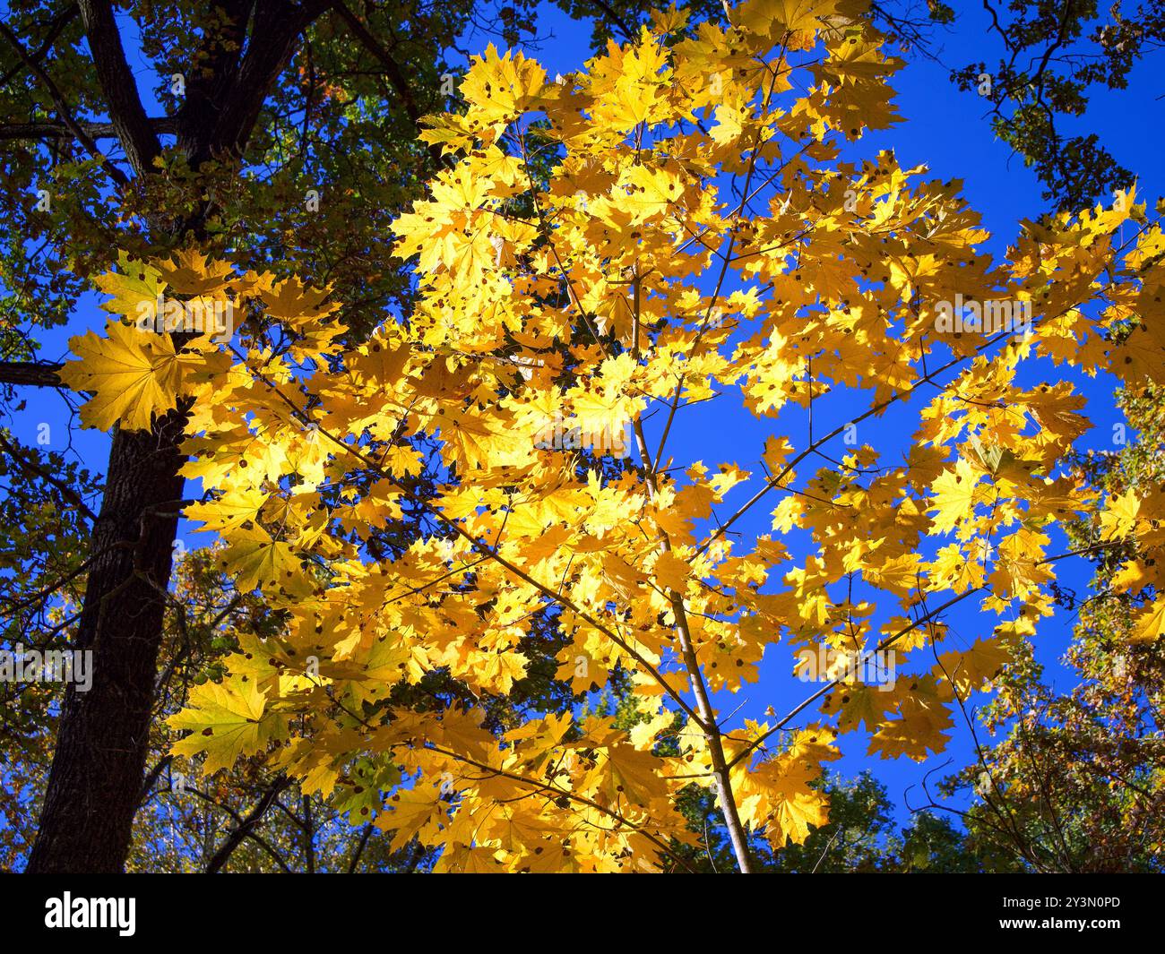 Luminous leaves, cerulean sky, serene setting, autumn theme. Seasonal photography. Nature ...