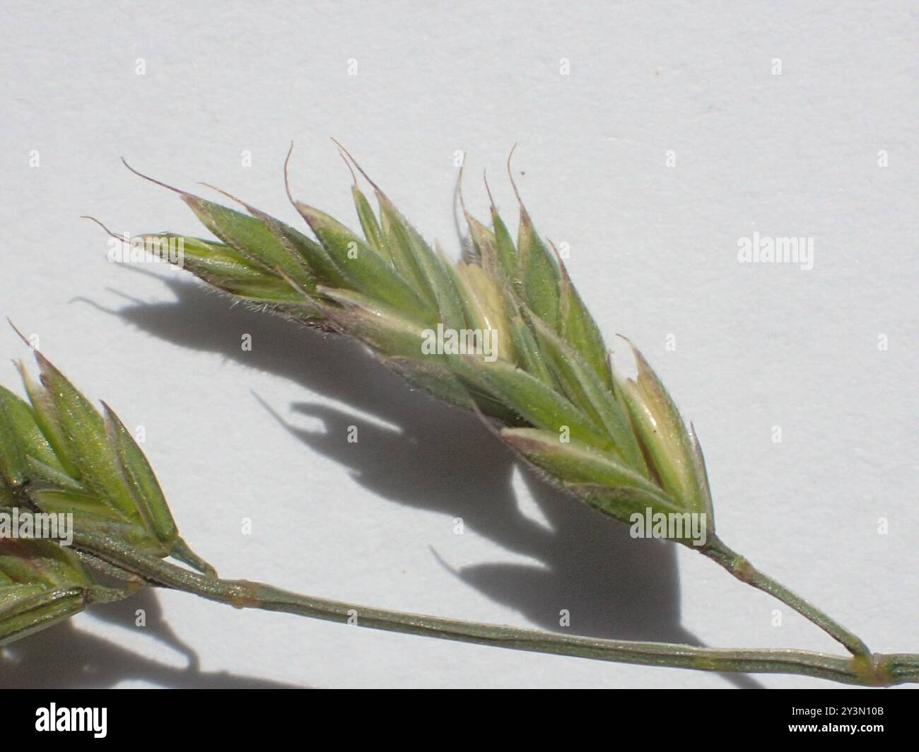 red fescue (Festuca rubra) Plantae Stock Photo - Alamy