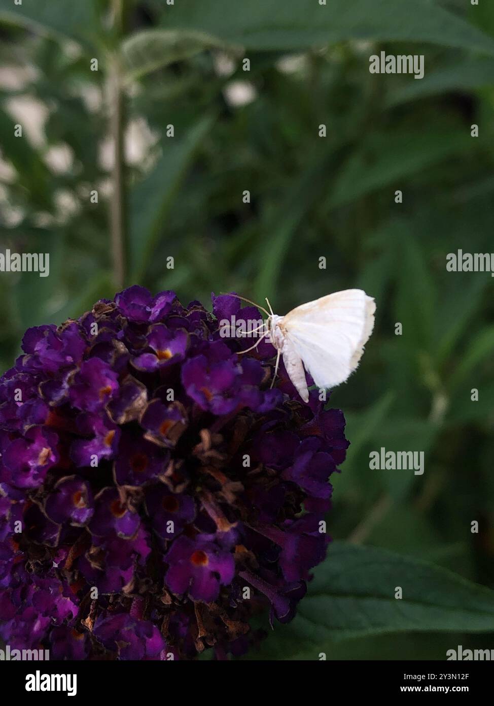 White Spring Moth (Lomographa vestaliata) Insecta Stock Photo - Alamy