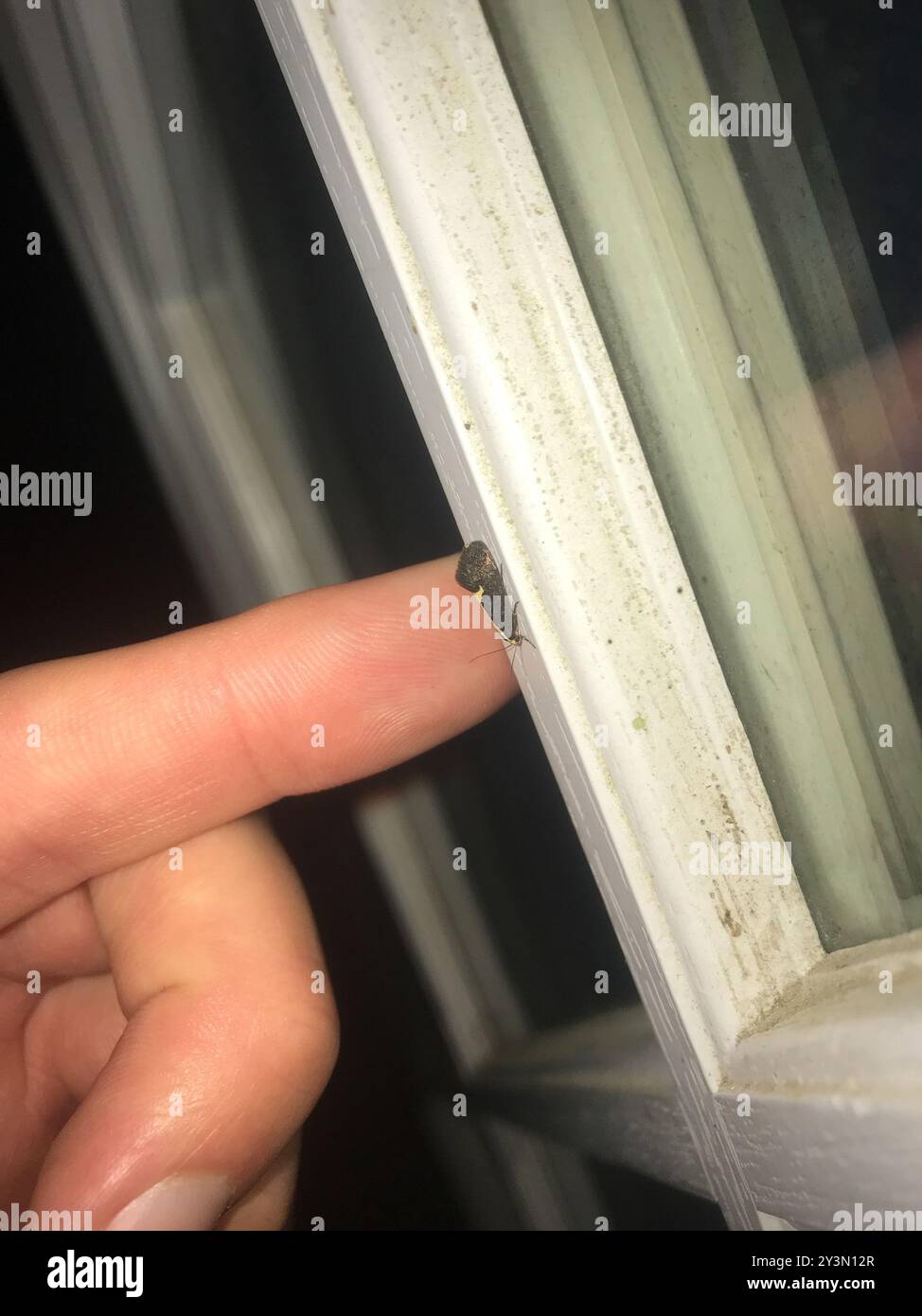 Skunk Moth (Polix coloradella) Insecta Stock Photo - Alamy