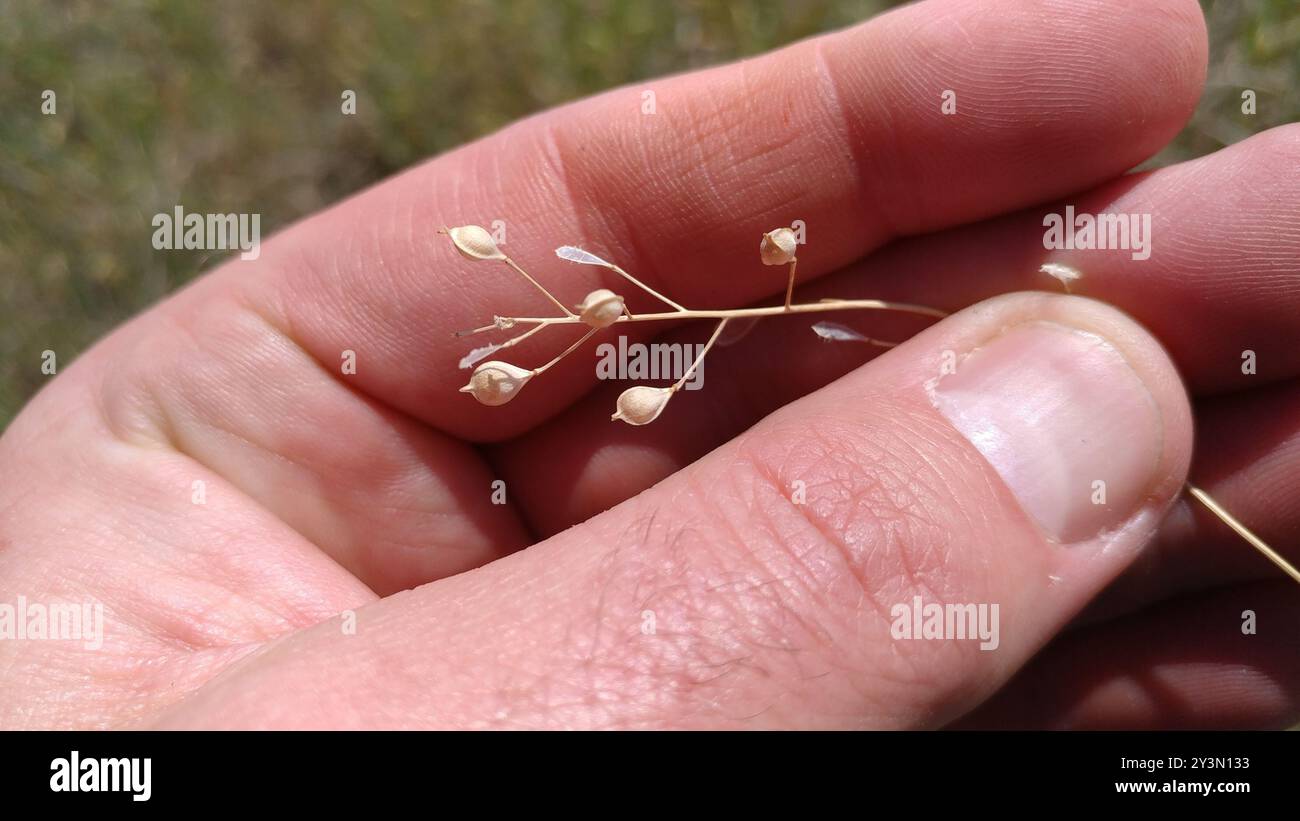 littlepod false flax (Camelina microcarpa) Plantae Stock Photo - Alamy