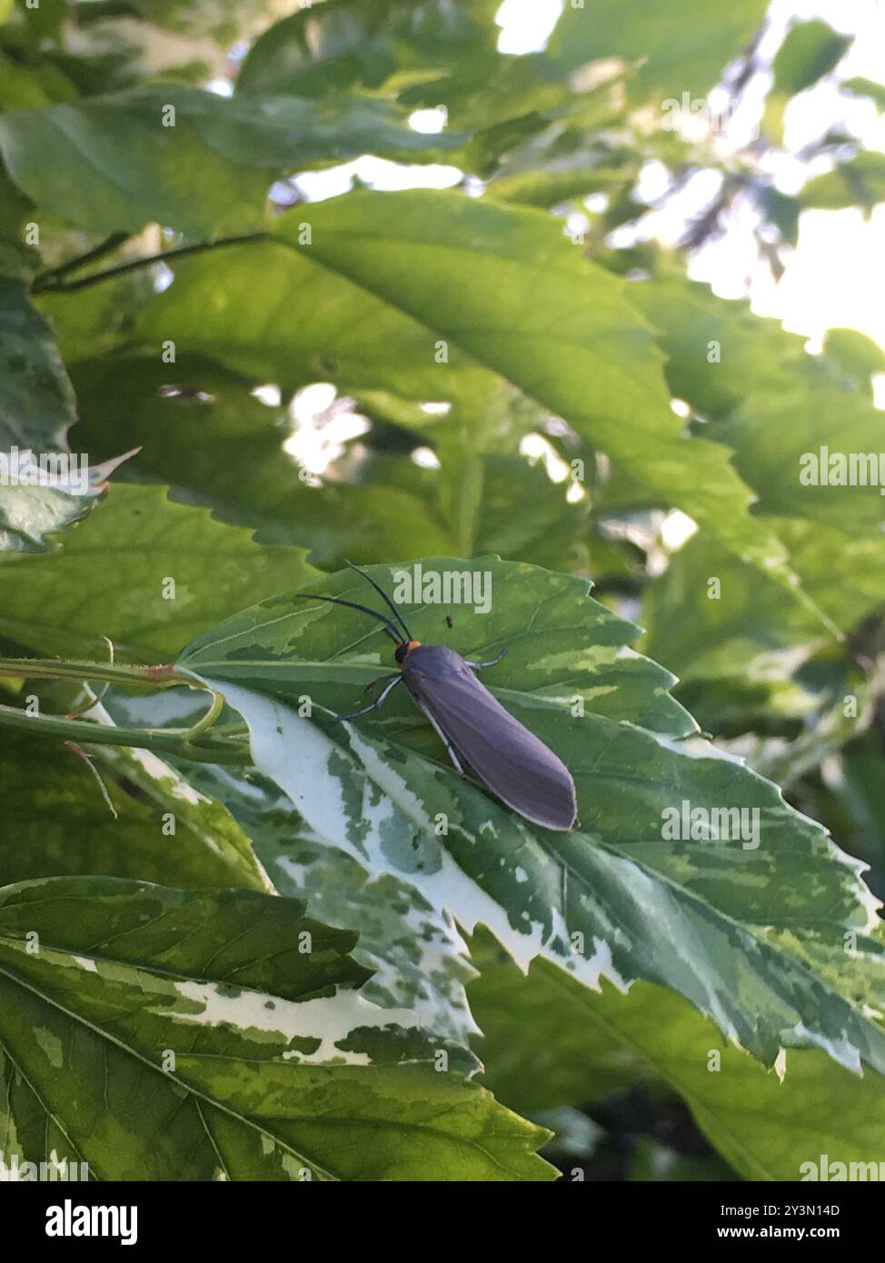 Edwards' Wasp Moth (Lymire edwardsii) Insecta Stock Photo - Alamy