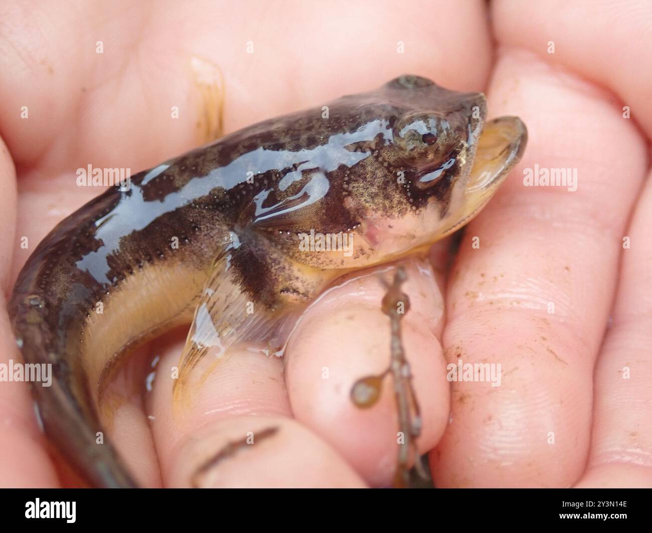 Plainfin Midshipman (Porichthys notatus) Actinopterygii Stock Photo - Alamy
