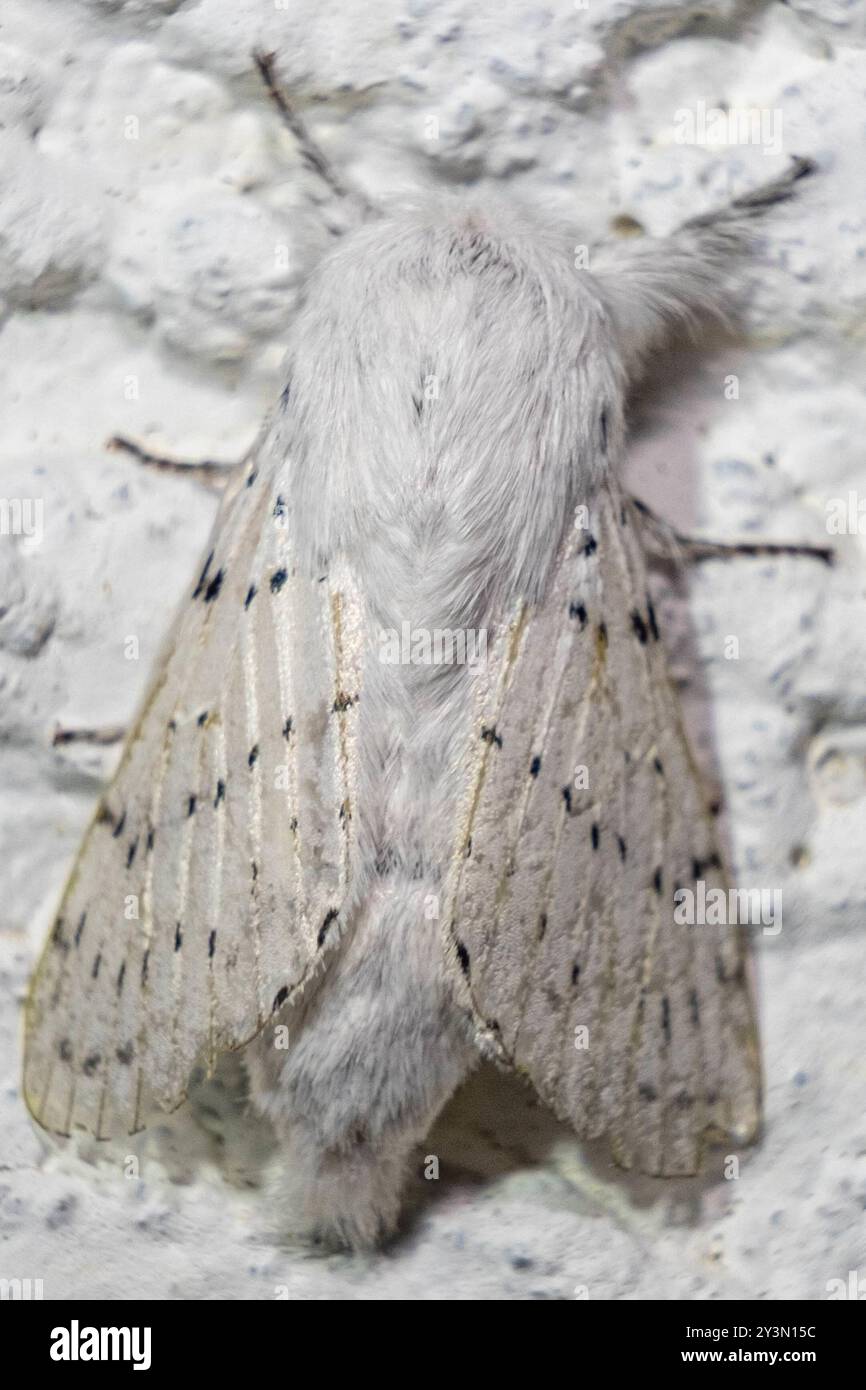 Dot-lined White (Artace cribrarius) Insecta Stock Photo - Alamy