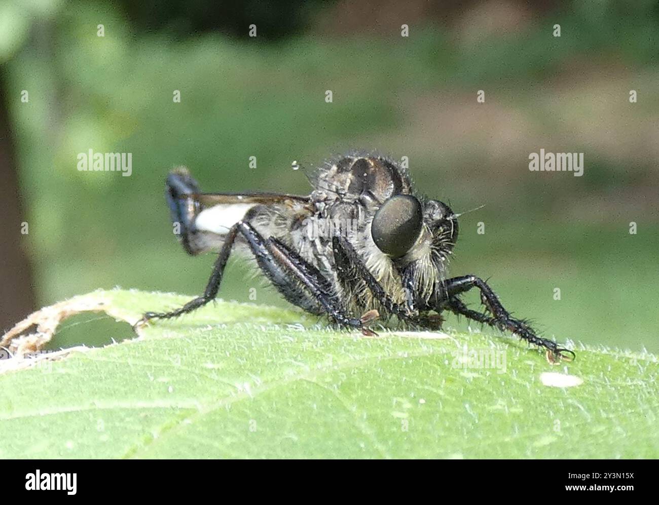 Northeastern Hammertail (Efferia aestuans) Insecta Stock Photo - Alamy