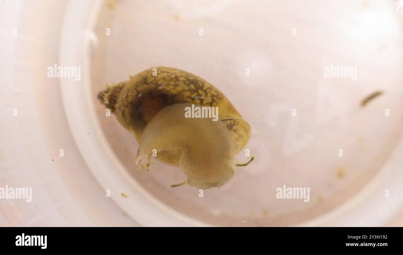 Bladder Snails (Physidae) Mollusca Stock Photo - Alamy