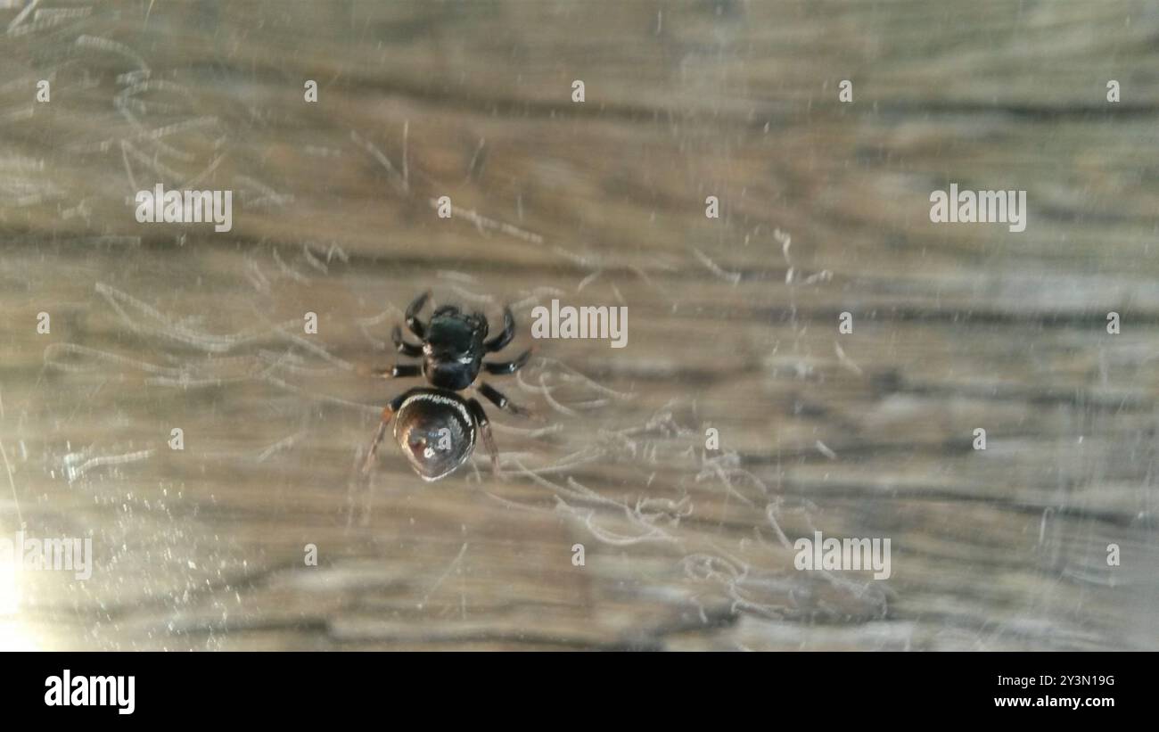 Ant-eater Jumping Spider (Zenodorus orbiculatus) Arachnida Stock Photo ...