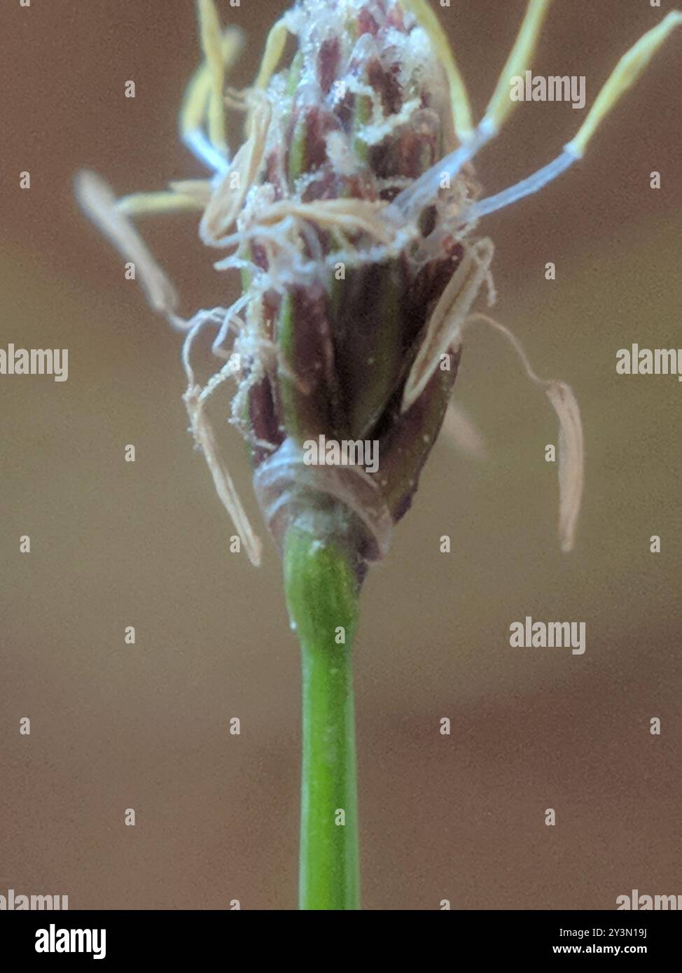 Slender Spikerush (Eleocharis tenuis) Plantae Stock Photo - Alamy