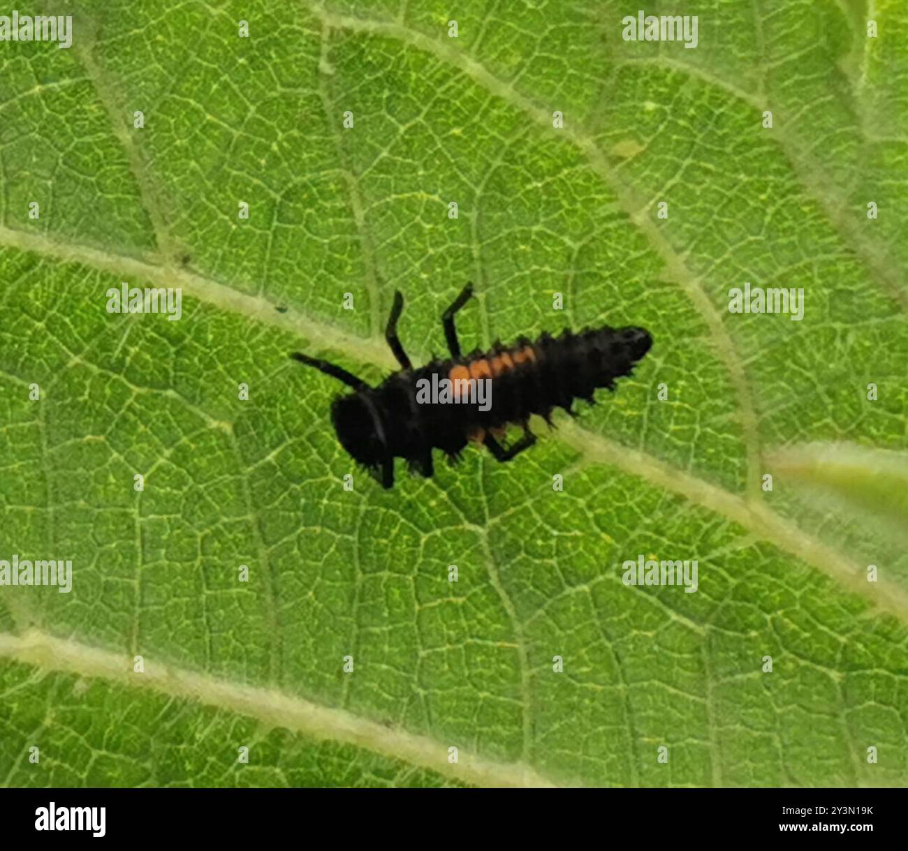 Cream-streaked Ladybird (Harmonia quadripunctata) Insecta Stock Photo ...