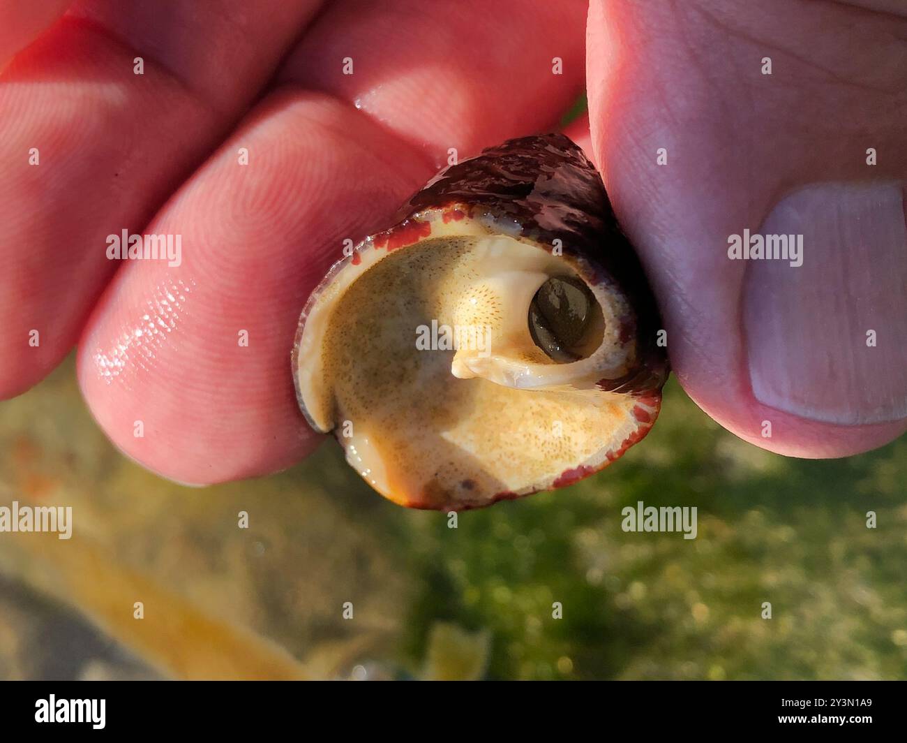 Brown Tegula (Tegula brunnea) Mollusca Stock Photo - Alamy