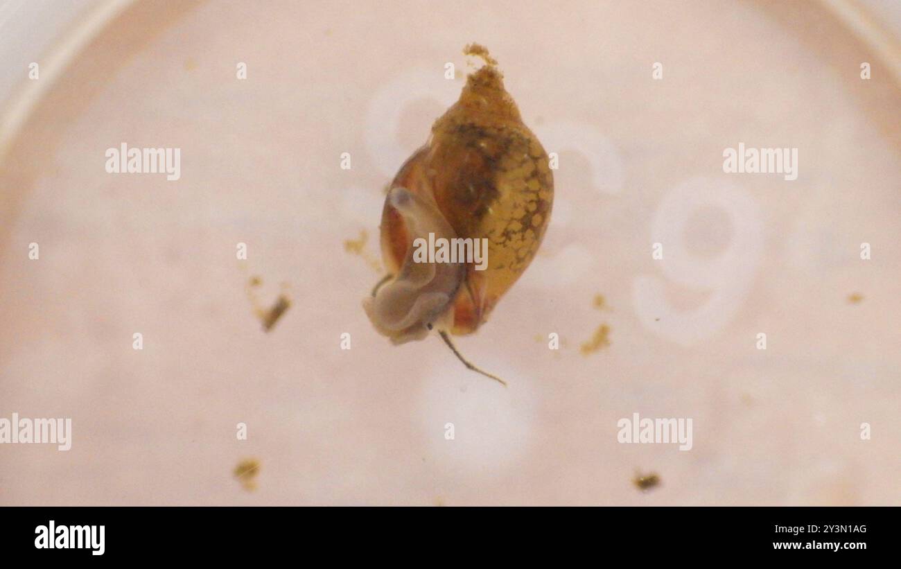 Acute Bladder Snail (Physella acuta) Mollusca Stock Photo - Alamy