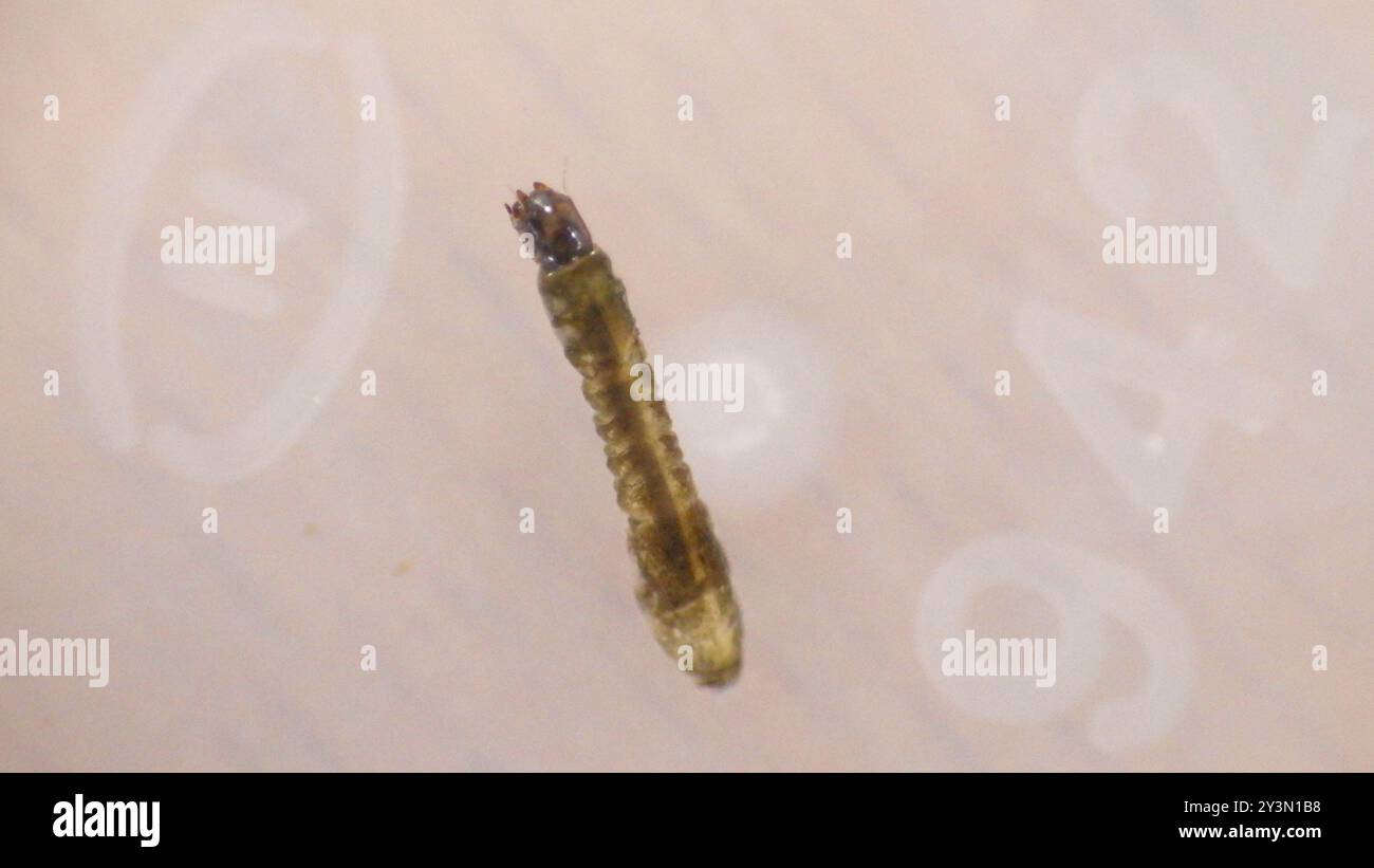 Black Flies (Simuliidae) Insecta Stock Photo - Alamy