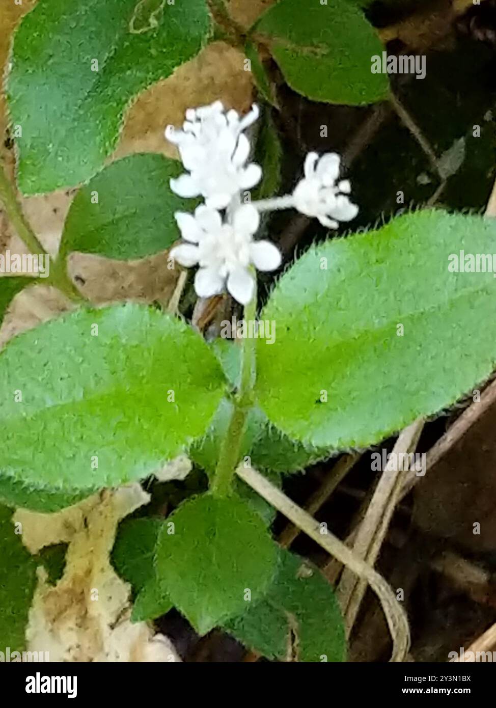modesty (Whipplea modesta) Plantae Stock Photo - Alamy