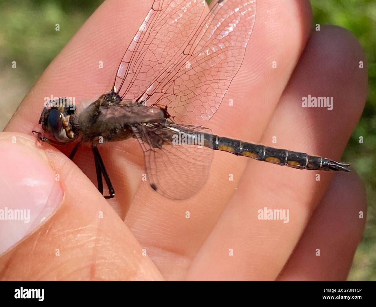 Common Baskettail (Epitheca cynosura) Insecta Stock Photo - Alamy