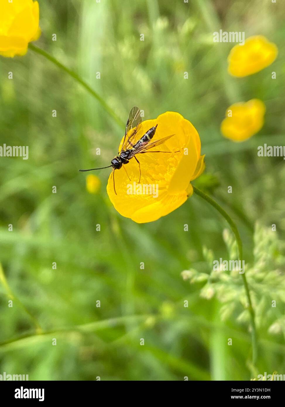 Stem Sawflies (Cephidae) Insecta Stock Photo - Alamy