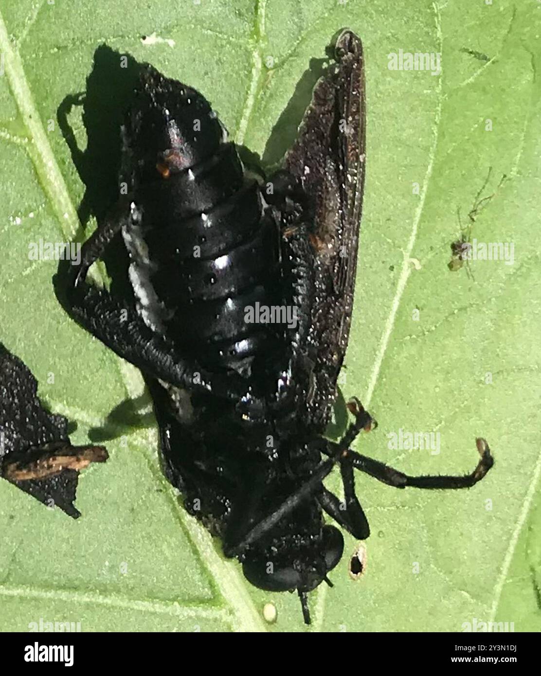 Clubbed mydas fly hi-res stock photography and images - Alamy