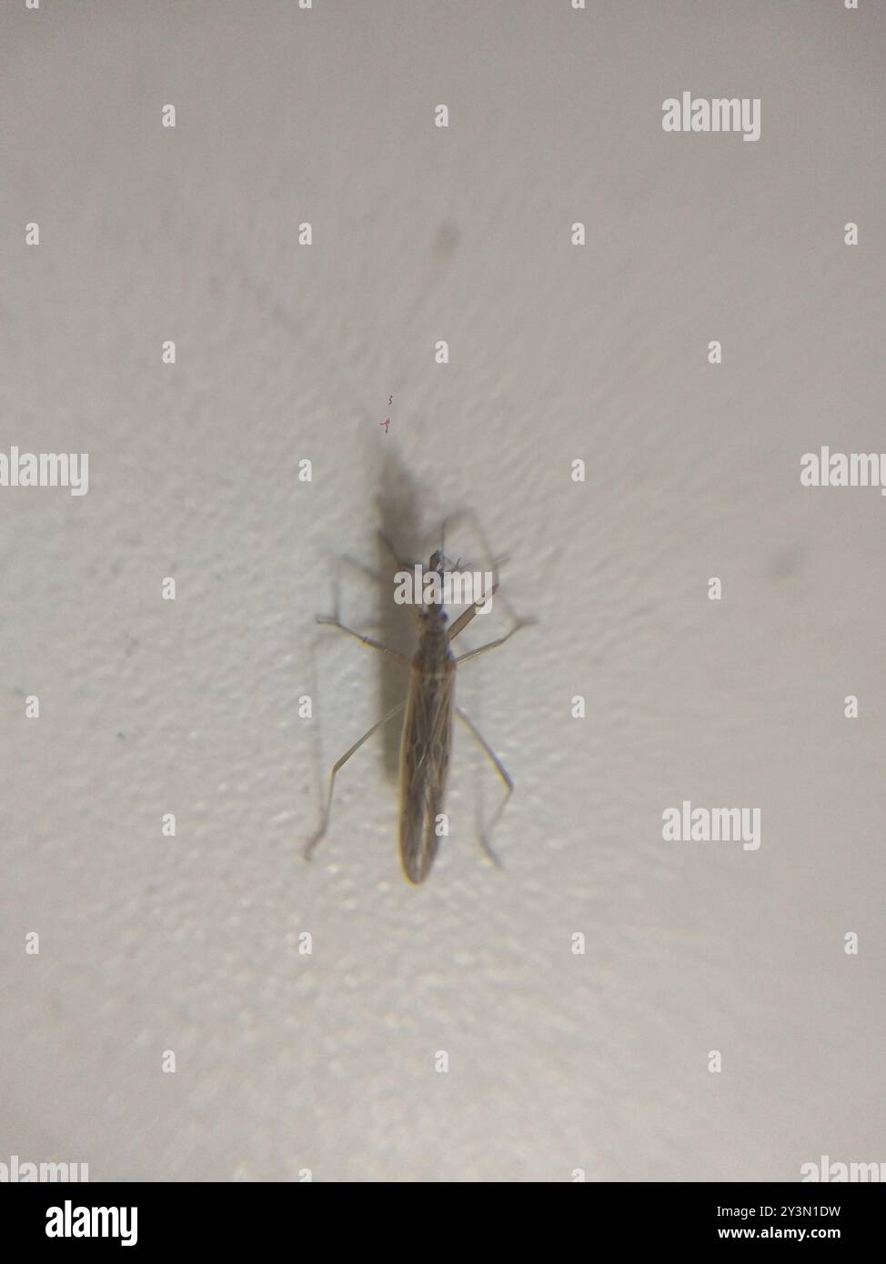 Damsel Bugs (Nabidae) Insecta Stock Photo - Alamy