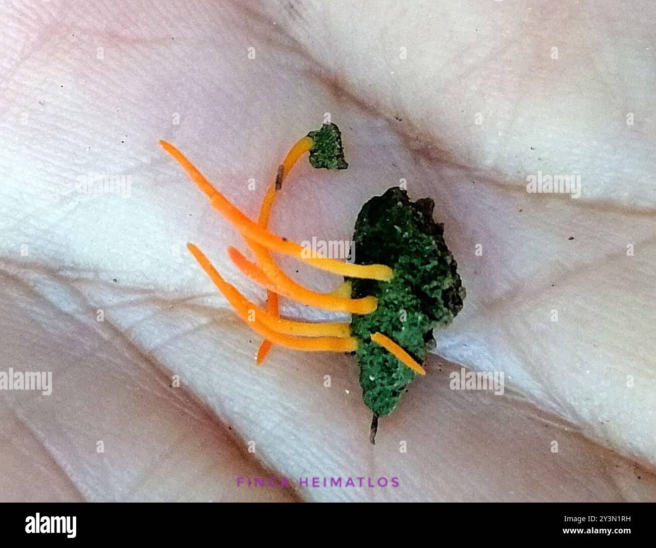 (Sulzbacheromyces caatingae) Fungi Stock Photo - Alamy