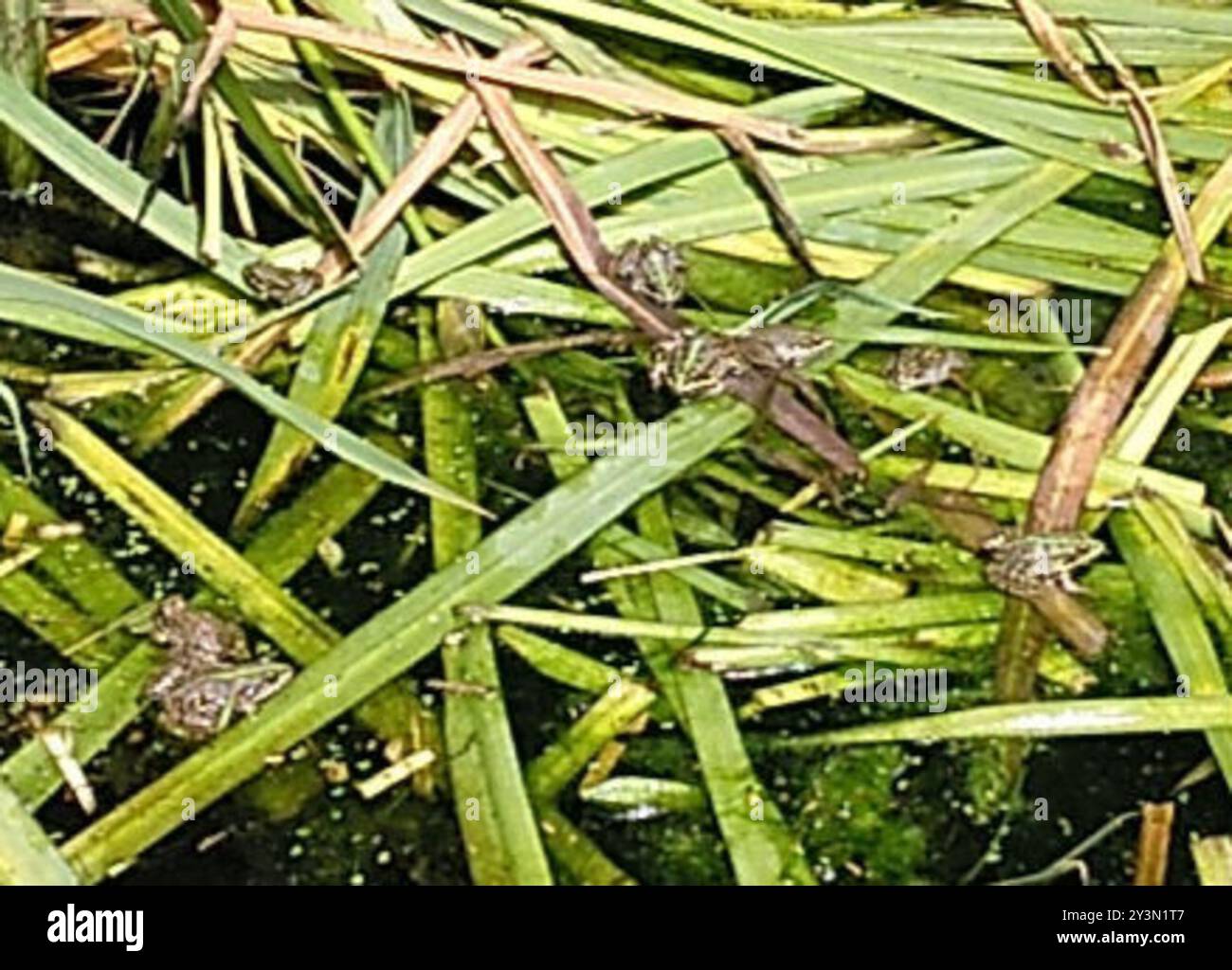 Water Frogs (Pelophylax) Amphibia Stock Photo - Alamy
