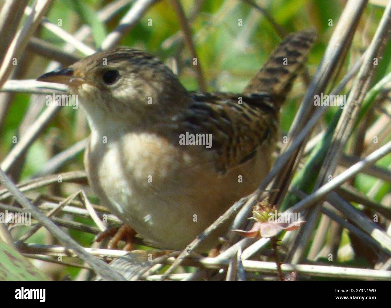 Sedge Wren (Cistothorus stellaris) Aves Stock Photo - Alamy